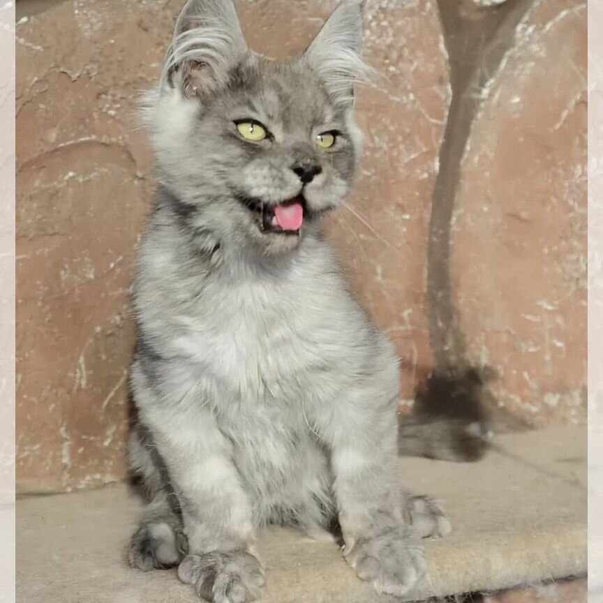 Мейн-кун котёнок