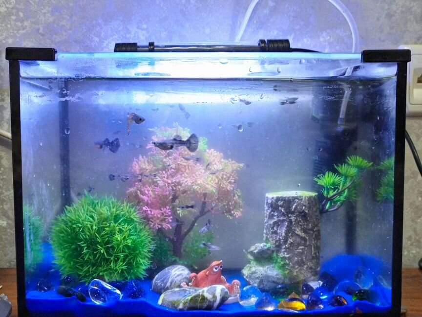 Аквариум с рыбками