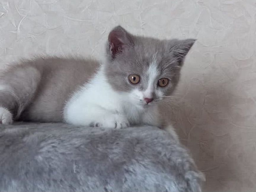 Кошечка бесплатно