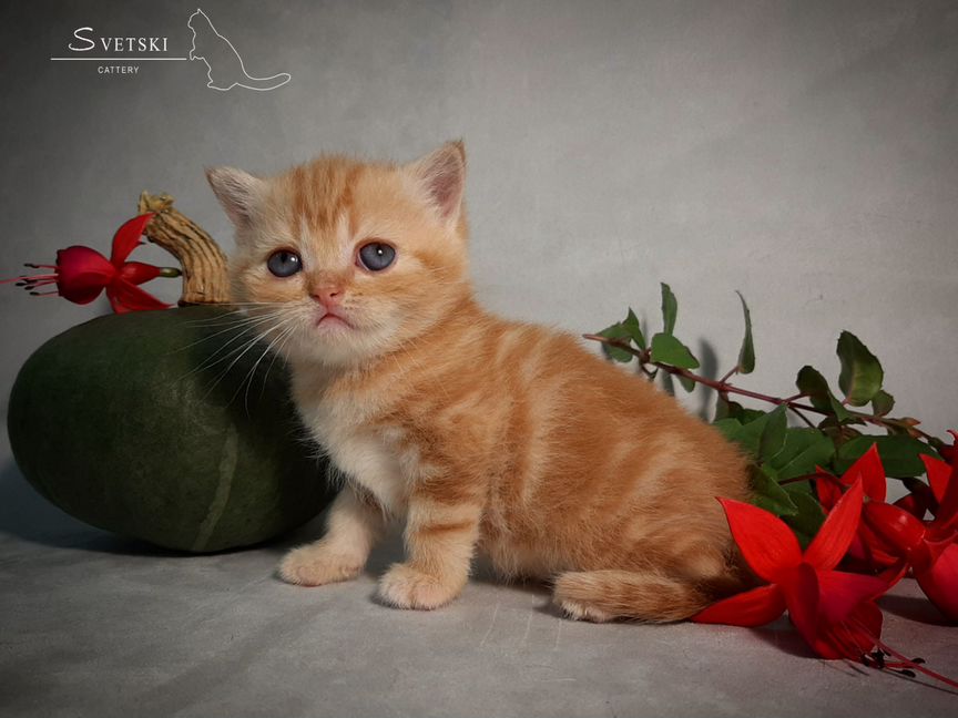 Британские котята красные мраморные