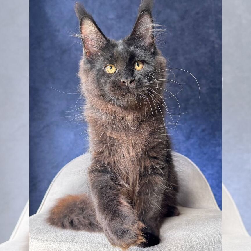 Мейн-кун котёнок