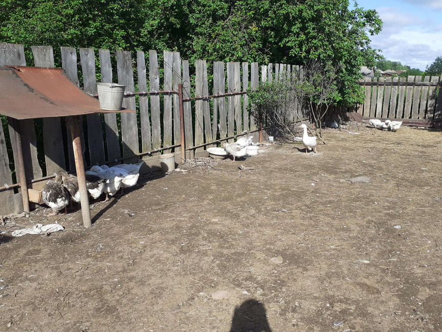 Гуси 1 год не инкубатор