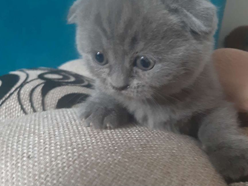 Шотландские плюшевые котейки
