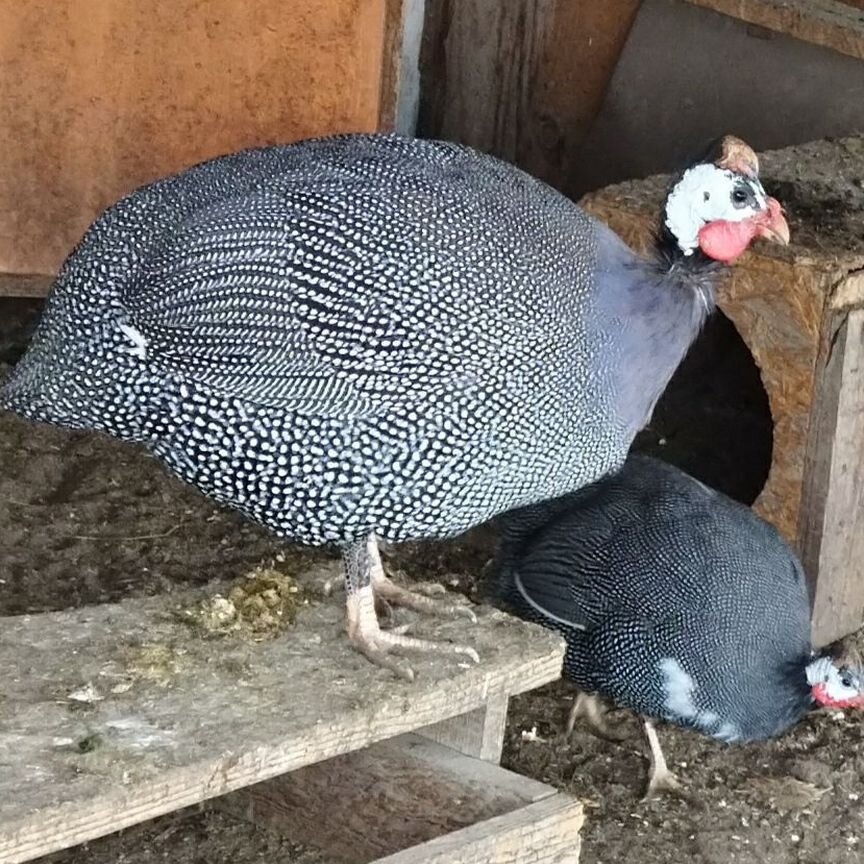 Цесарь 2 года