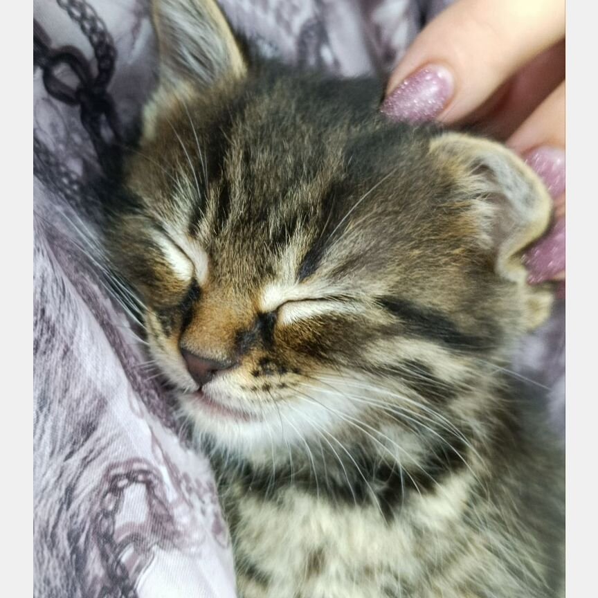 Котёнок ищет дом