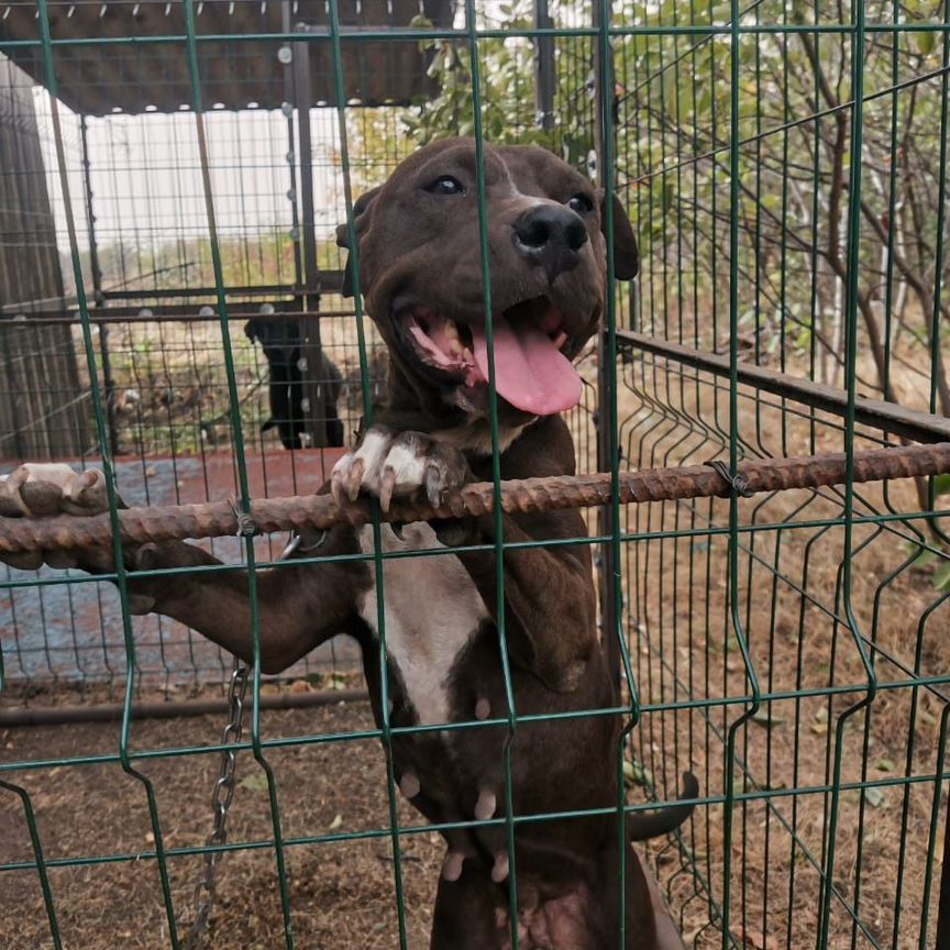 Собака в добрые руки