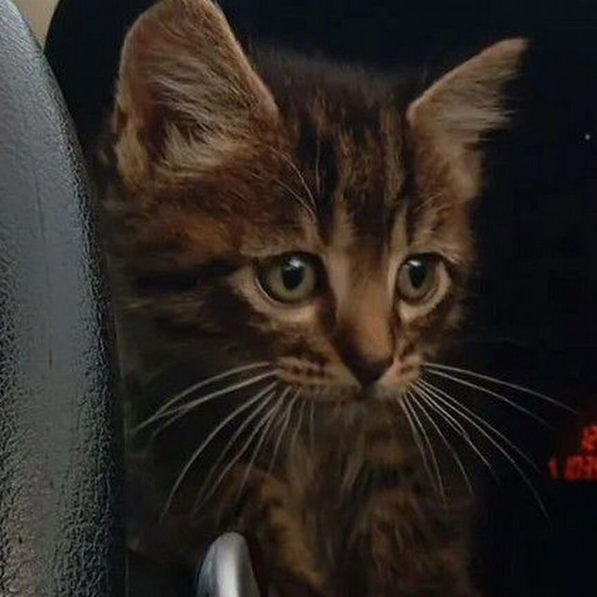 Котятки