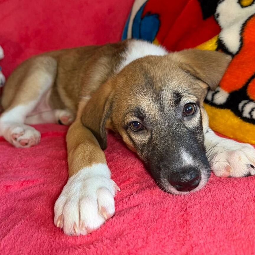 Щенок в добрые руки