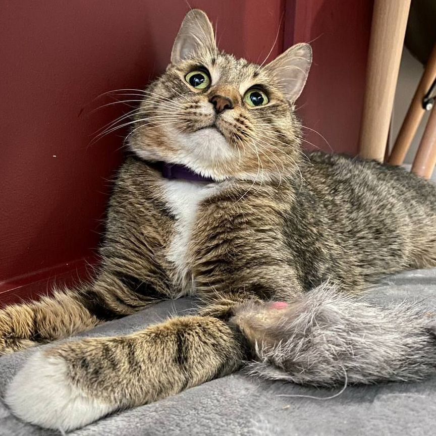 Взрослая, кошка в добрые руки