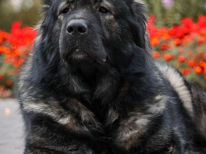 Щенки Кавказской овчарки