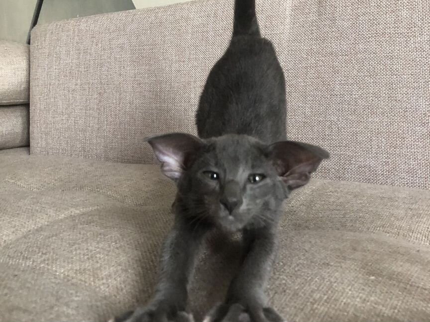 Ориентальный кот в любимцы