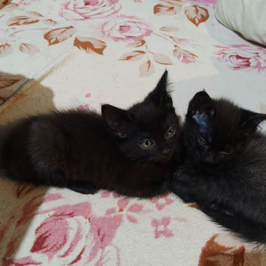 Котики бесплатно в добрые руки