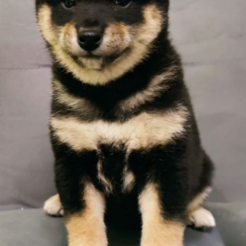 Сиба чёрно-подпалый