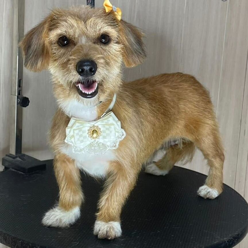 Ищет дом Голди