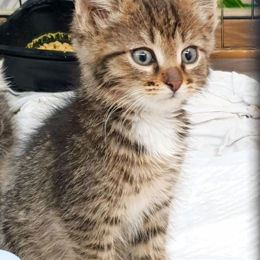Котенок