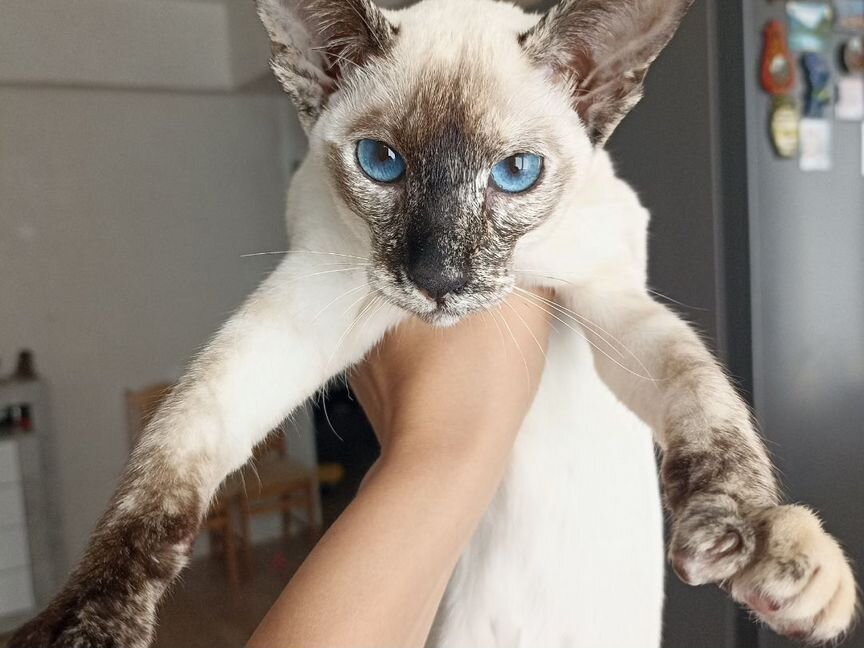 Ориентальная красотка