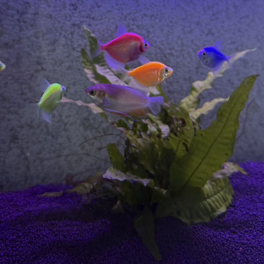 Аквариумные рыбки