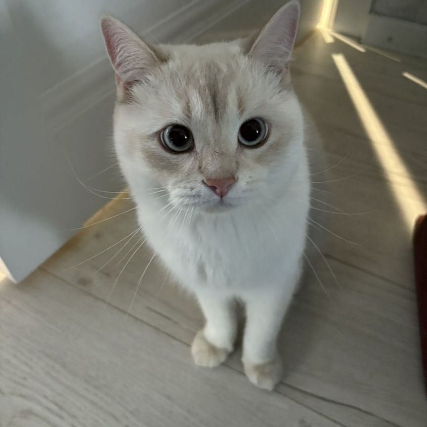 Белый британец