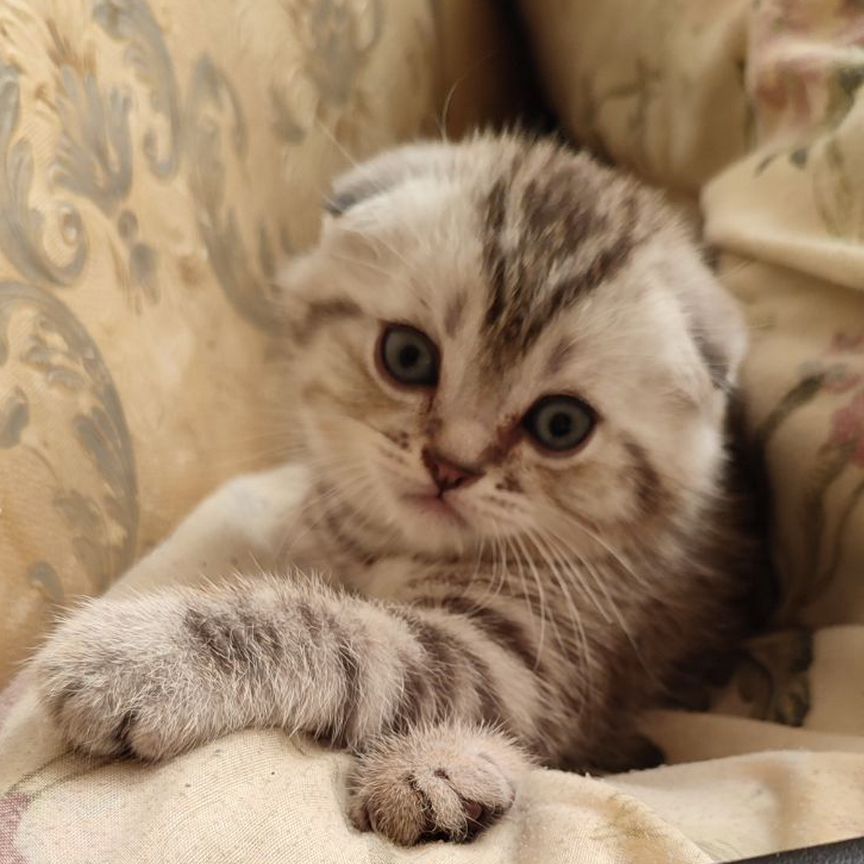 Шотландский вислоухий короткошёрстный котёнок