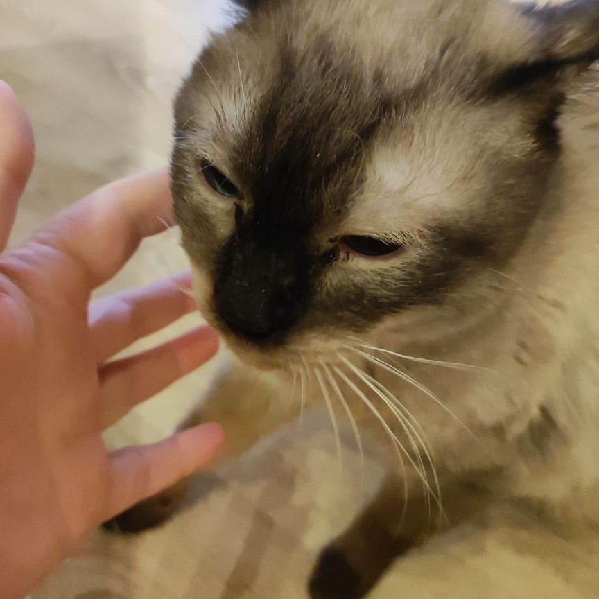 Сиамский кот