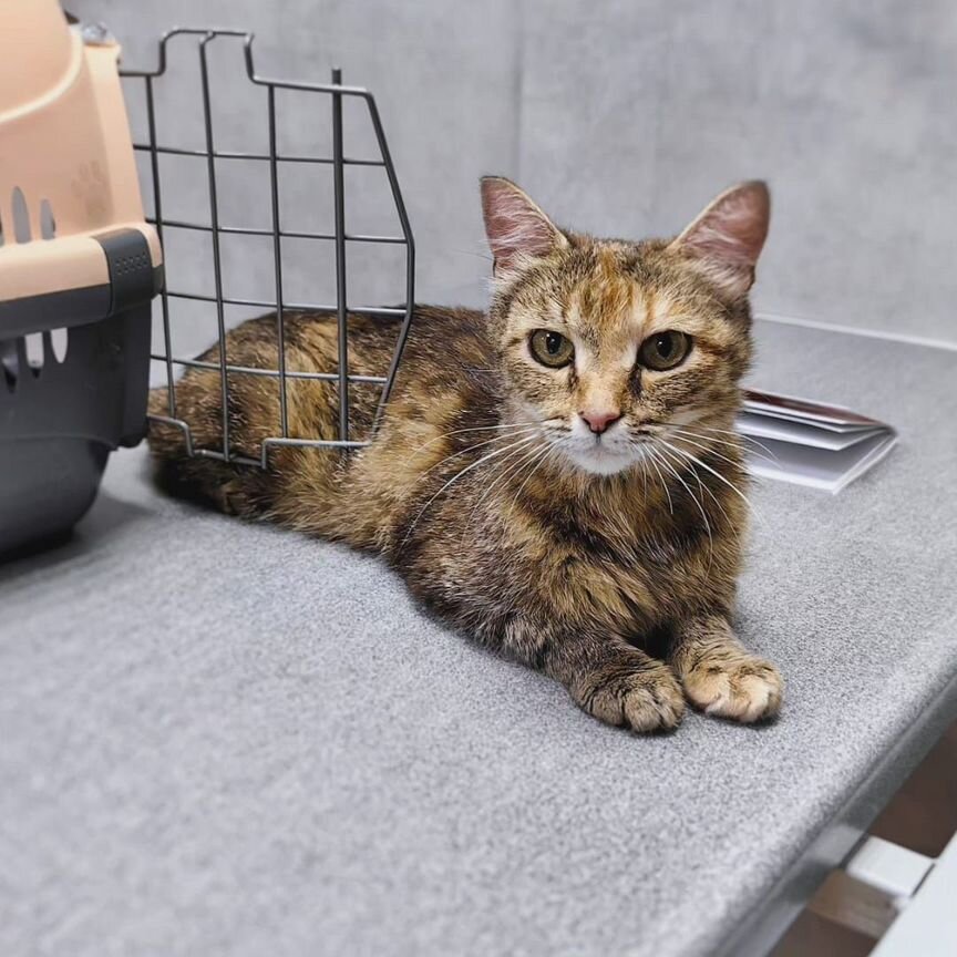 Мося ищет дом