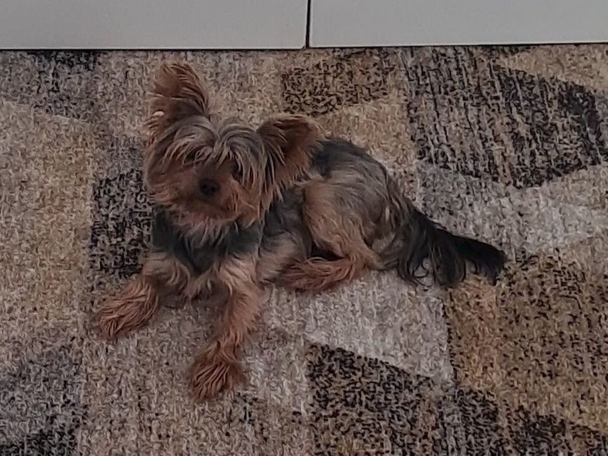 Мальчик для девочки