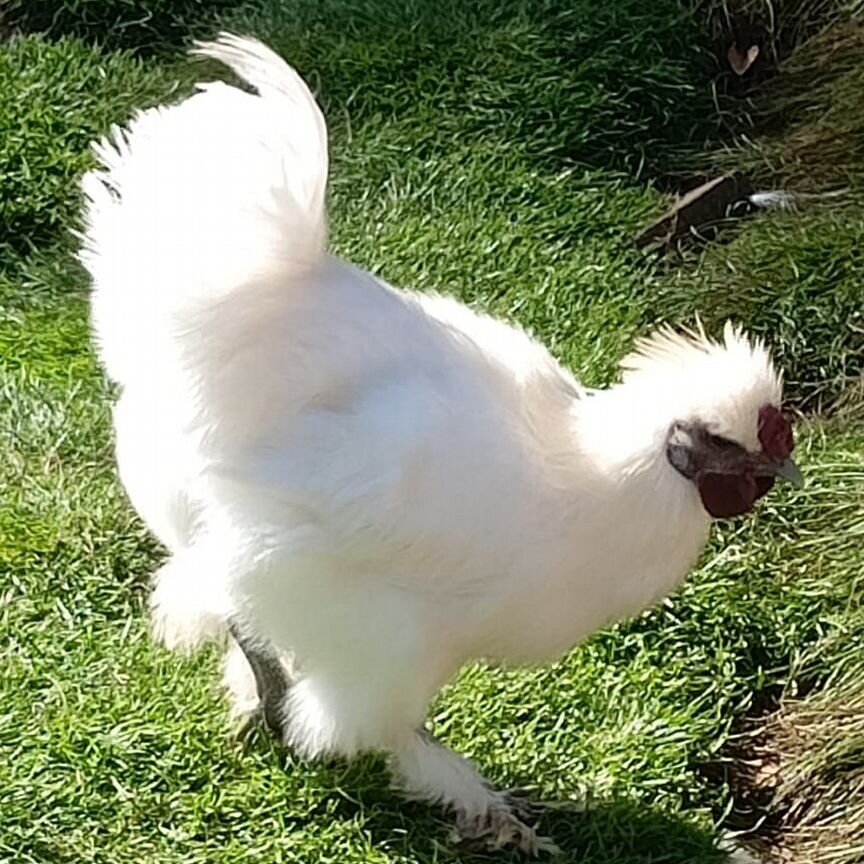 Петушок китайский шелковый абориген, Петушок микс