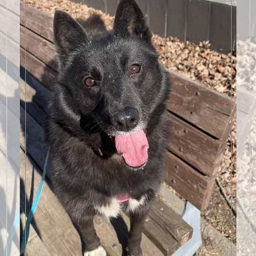 Лайка, взрослая собака