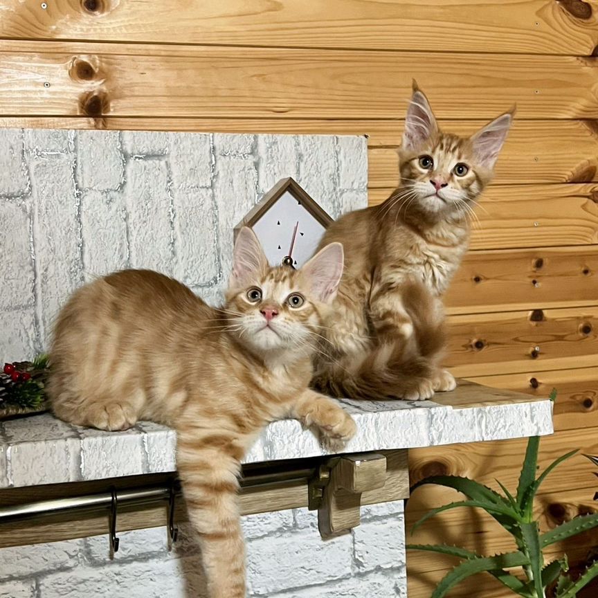 Котята мейн-кун рыжие