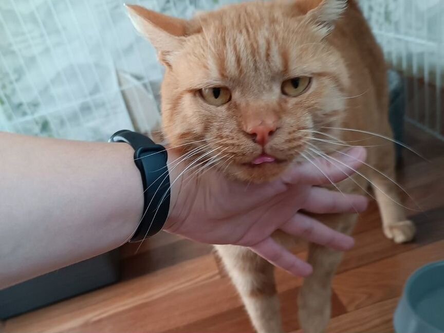 Умный добрый кот людям с большим сердцем