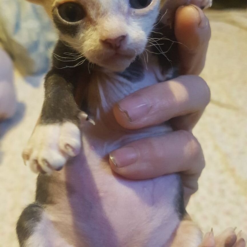 Донской сфинкс