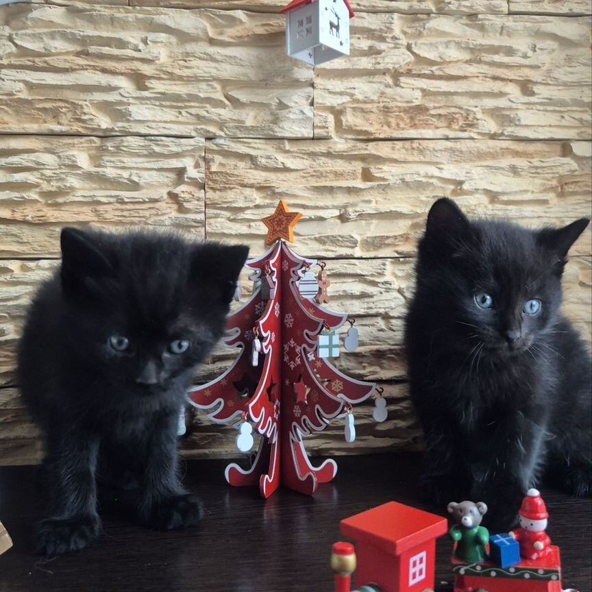 Кошки
