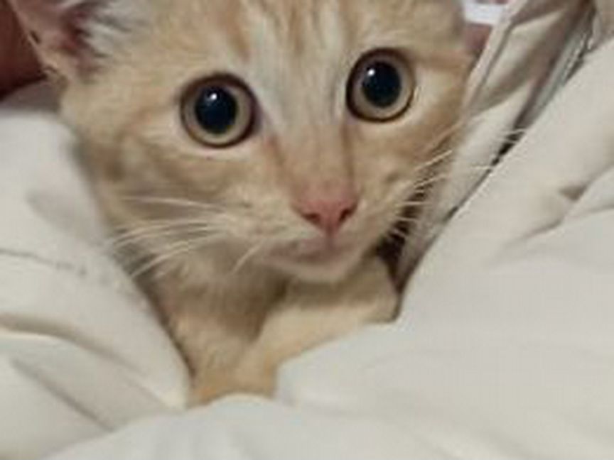 Котенок скелетик