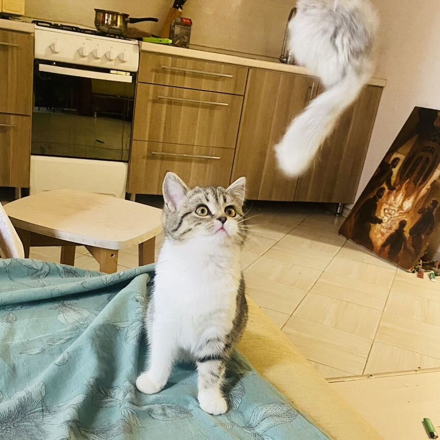 Котенок от шотландской мамы в дар