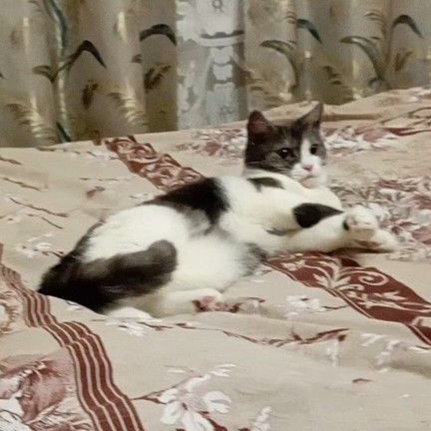 Отдадим кошку в добрые руки