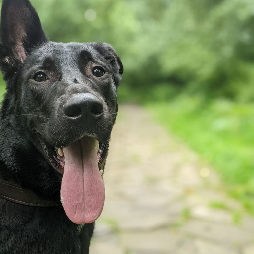 Вязка кобель Граф Джексон Блэк