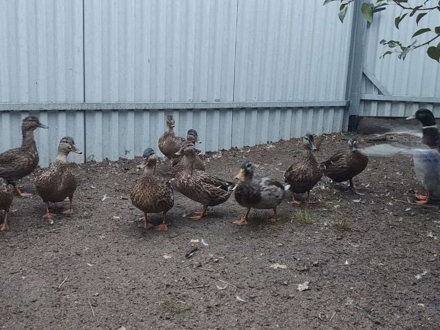 Селезень утки "Кряква", утки подсадные