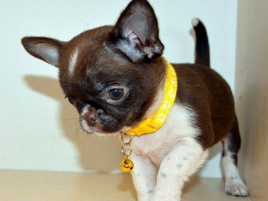 Чихуахуа роскошные,курносые девочки