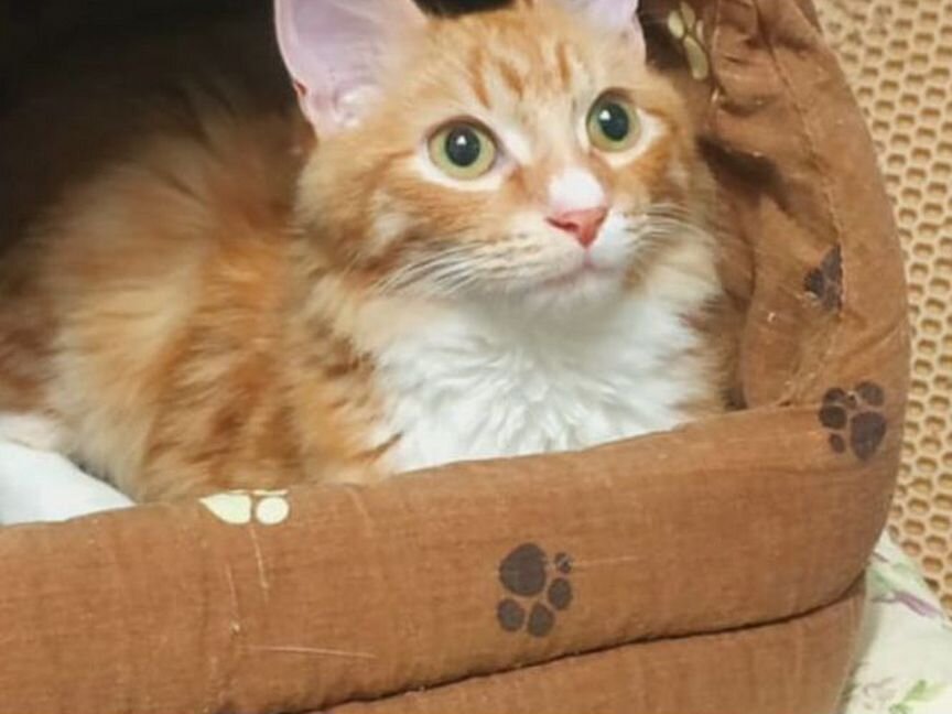Котик 6 месяцев рыжий