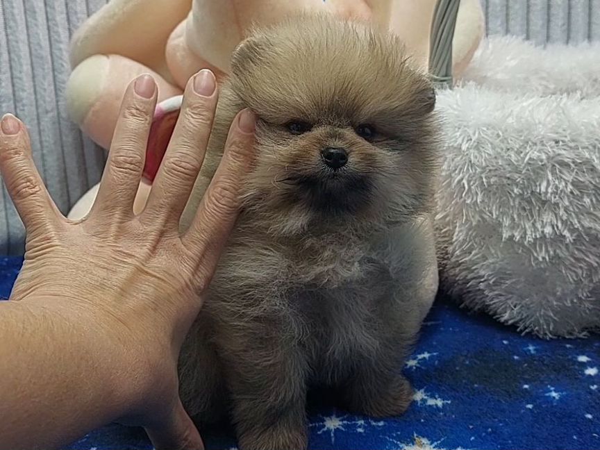 Мини мальчик померанский шпиц мишка