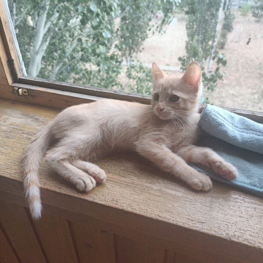 Персиковый малышок