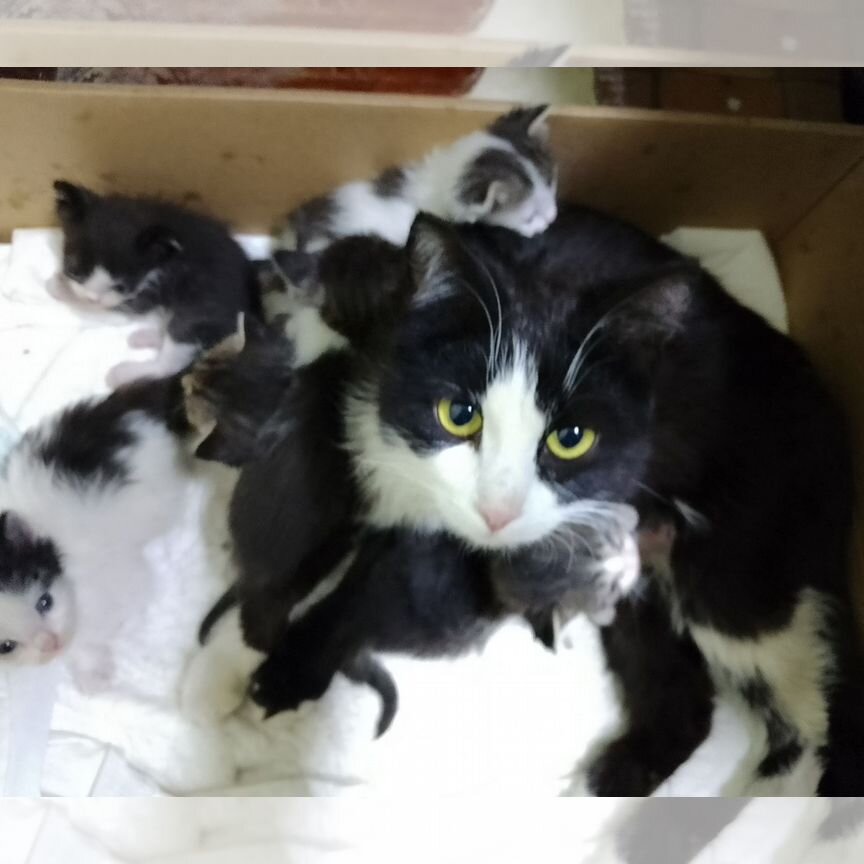 Котята в добрые руки