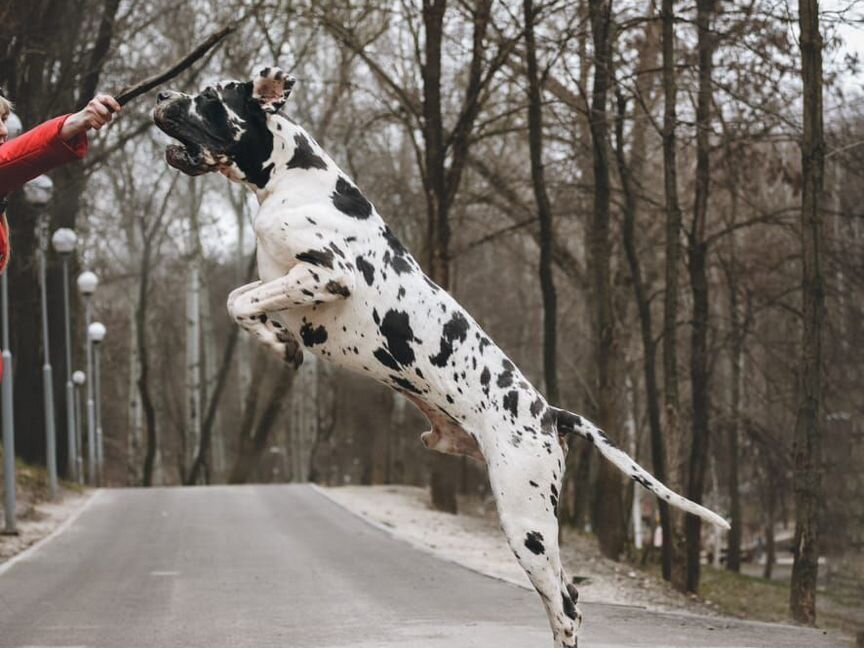 Немецкий дог