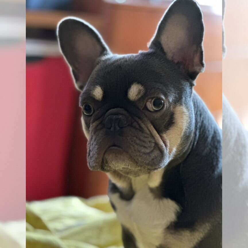 Французский бульдог, взрослый пёс