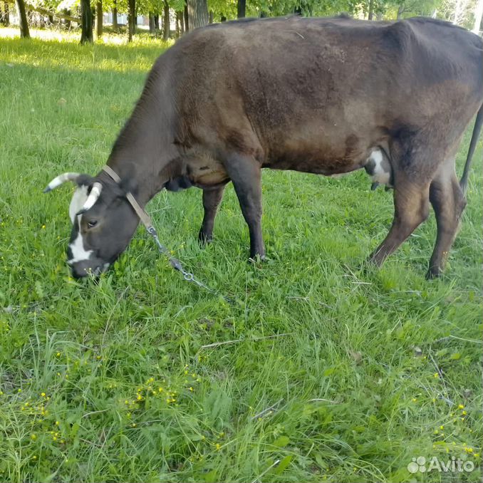 Корова с телочкой