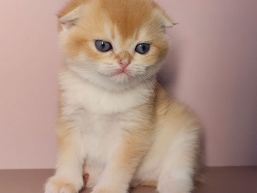 Шотландская золотая шиншилла