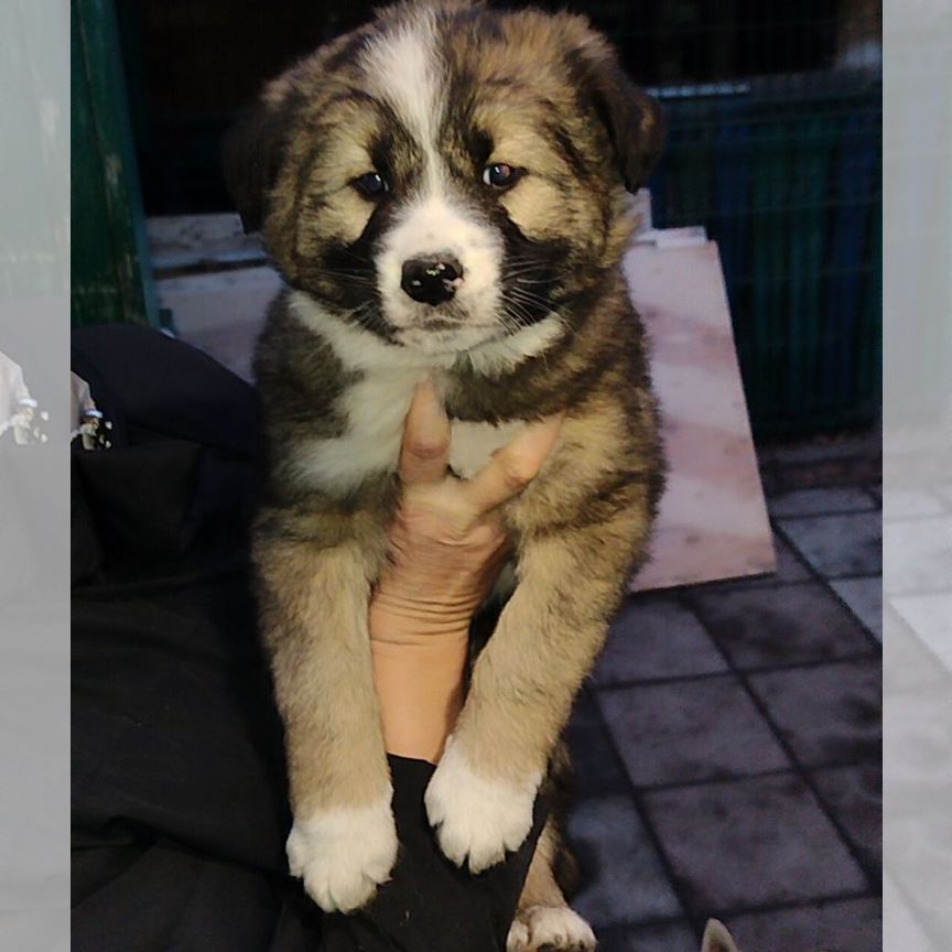 Щенок в добрые руки