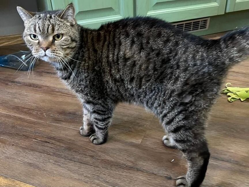 Кот