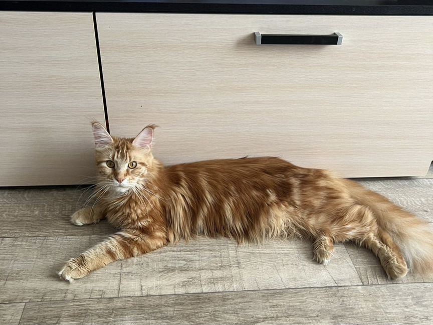 Кошка- подросток мэйн-кун