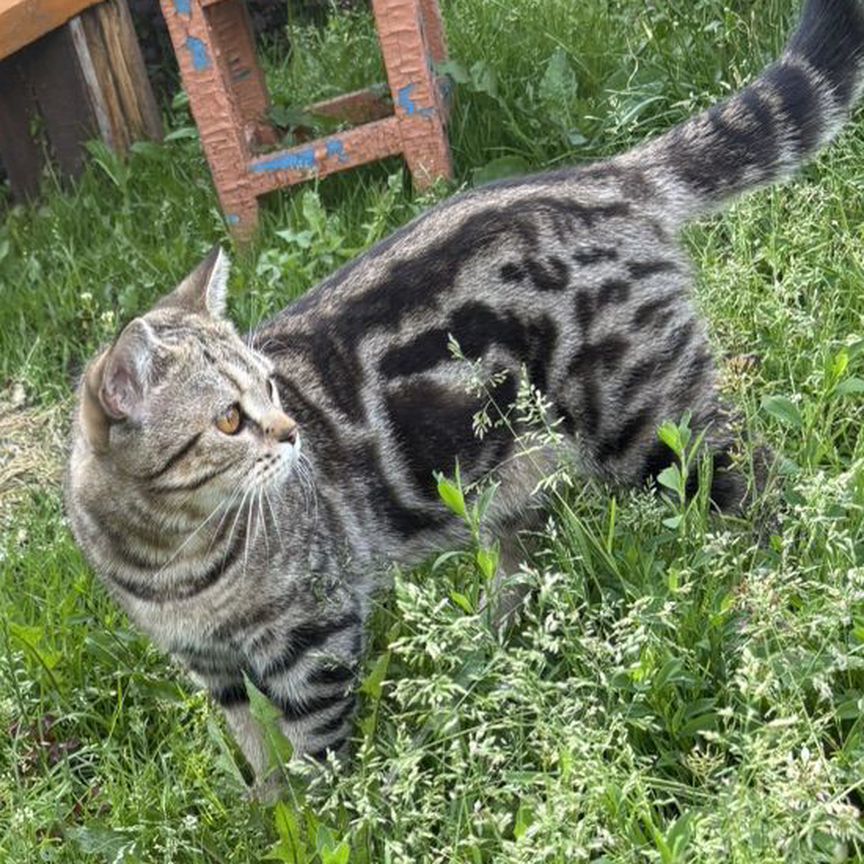 Продам шотланскую мраморную кошку